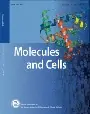 COMU - (CAS 1075198-30-9) - Peptides - BOC Sciences