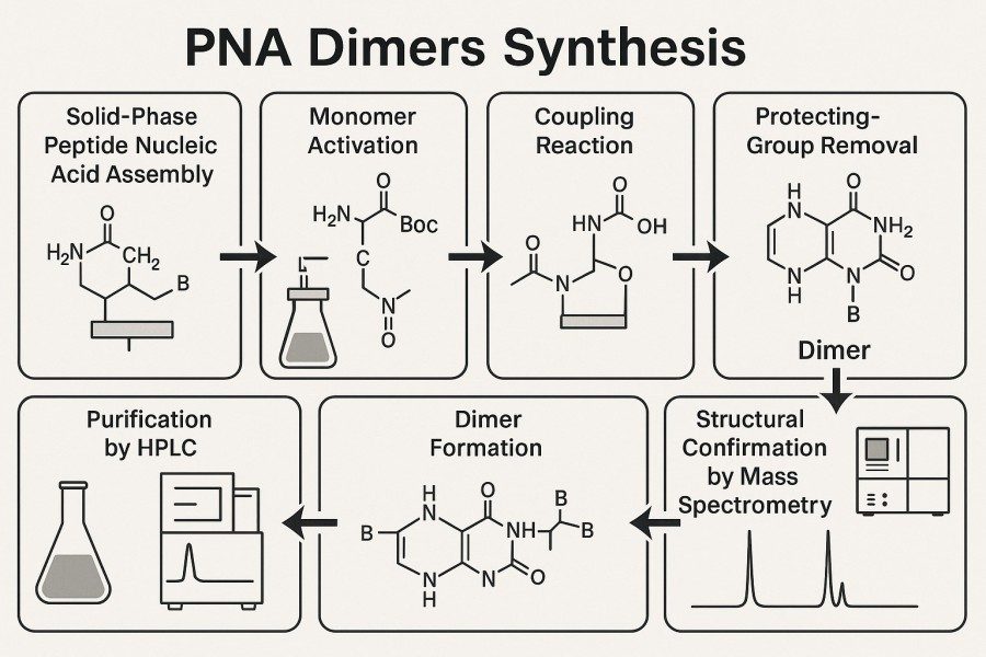 PNA Dimers Synthesis Services - BOC Sciences