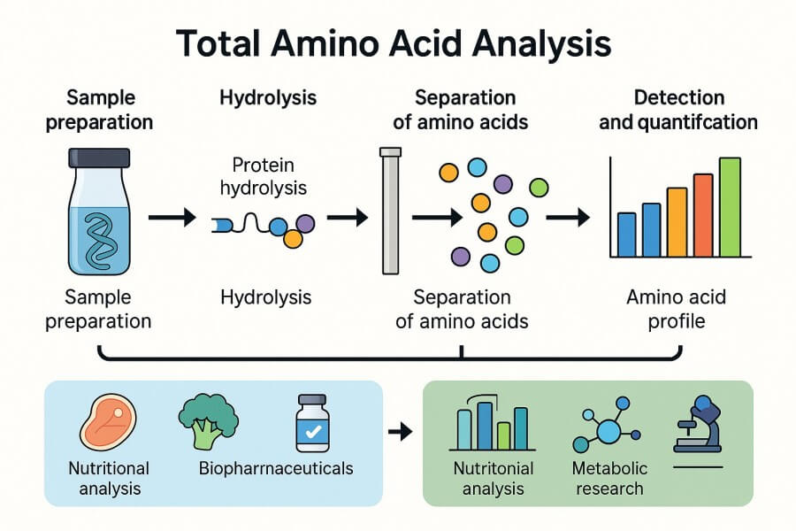 Total Amino Acid Analysis Services - BOC Sciences