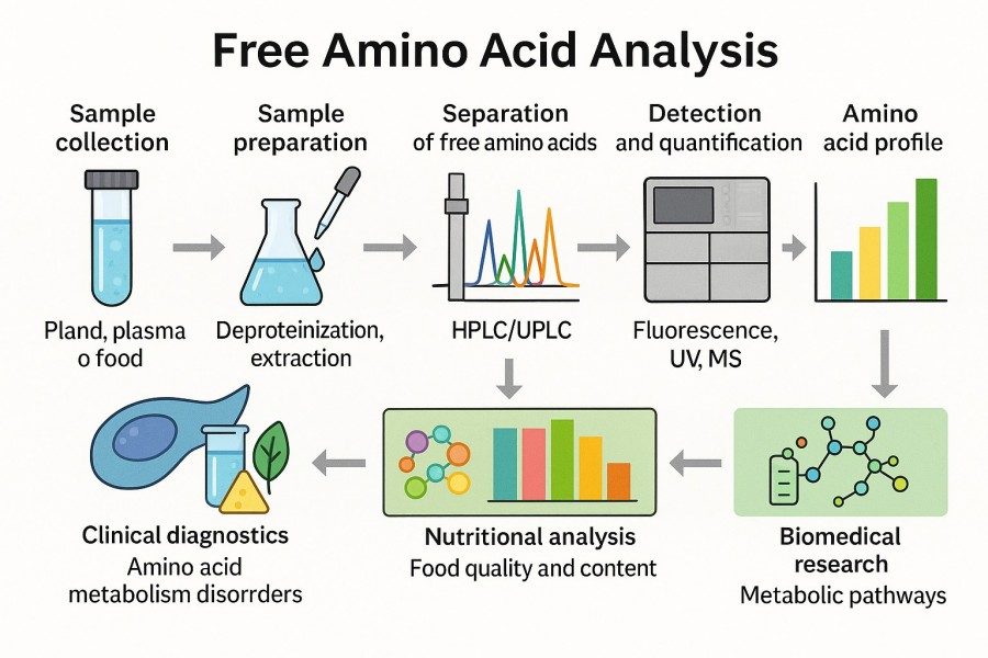 Free Amino Acid Analysis Services - BOC Sciences
