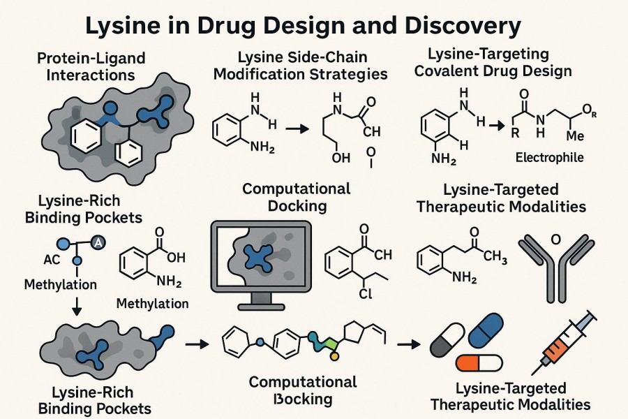 Lysine Applications in Modern Drug Design & Discovery - BOC Sciences