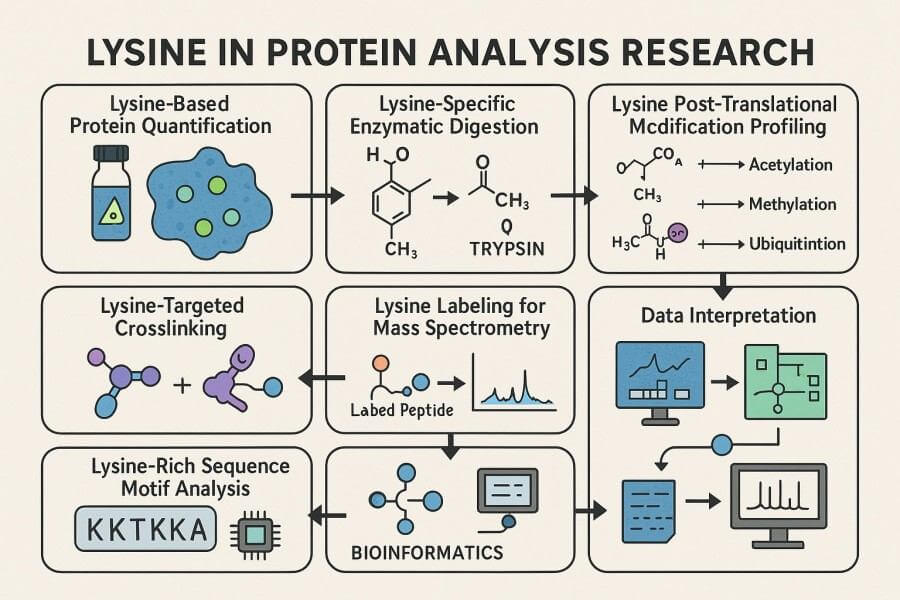 Lysine in Protein Labeling and Analysis Research - BOC Sciences