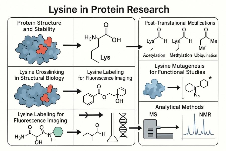 Lysine in Protein Labeling and Analysis Research - BOC Sciences