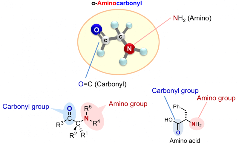 Custom Synthesis of Amino Acids - Amino Acid / BOC Sciences