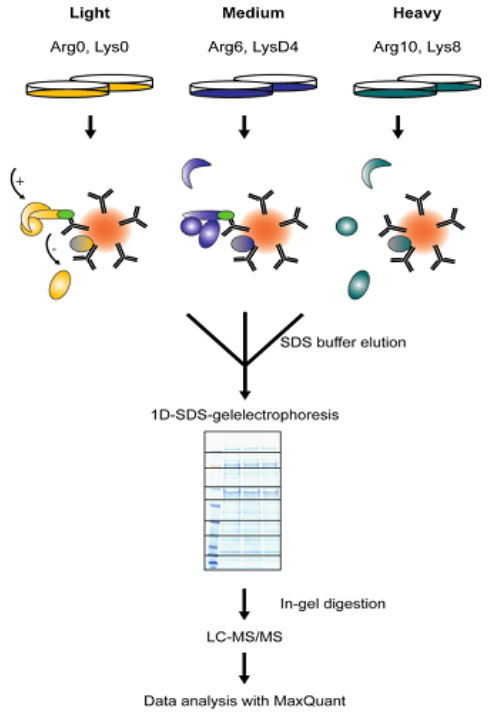 Stable Isotope Labeled Amino Acids - Amino Acid / BOC Sciences